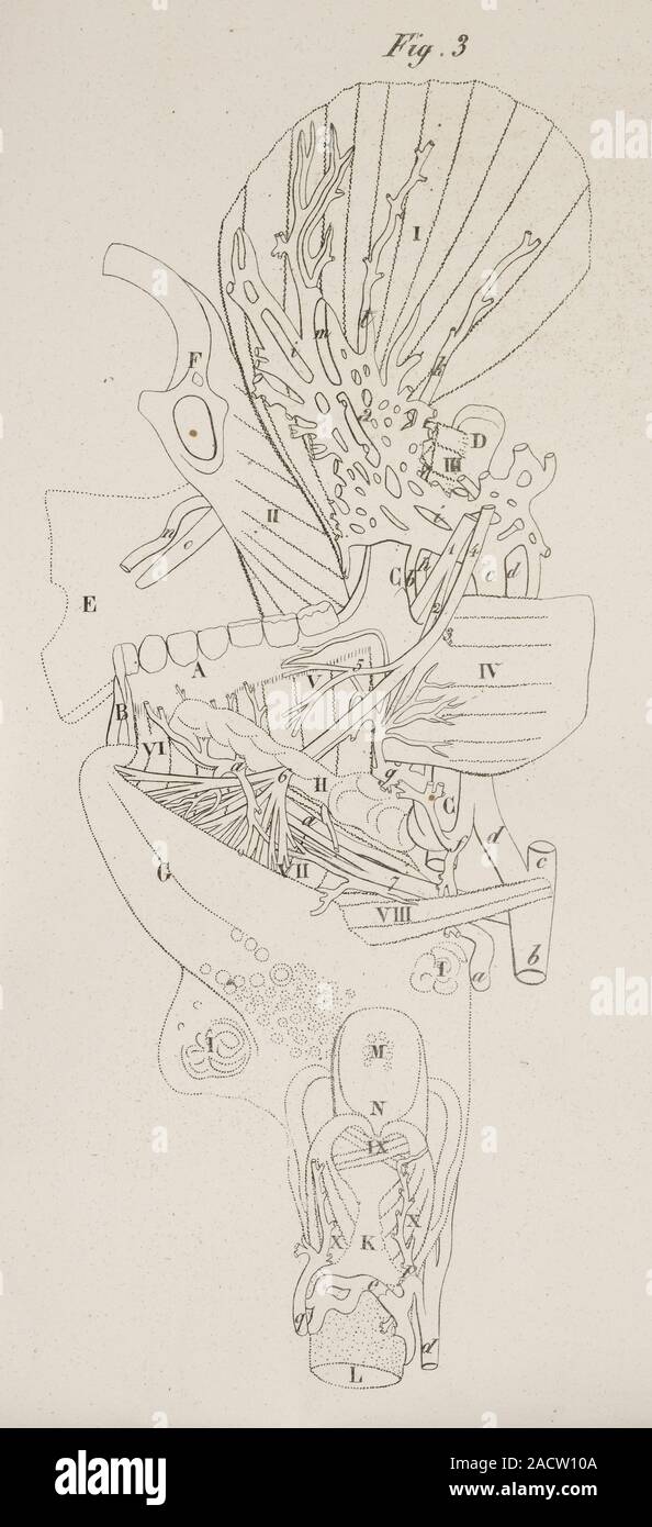 Anatomical drawing, Jaw, Teeth, Muscles, Epiglottis, Trachea ...