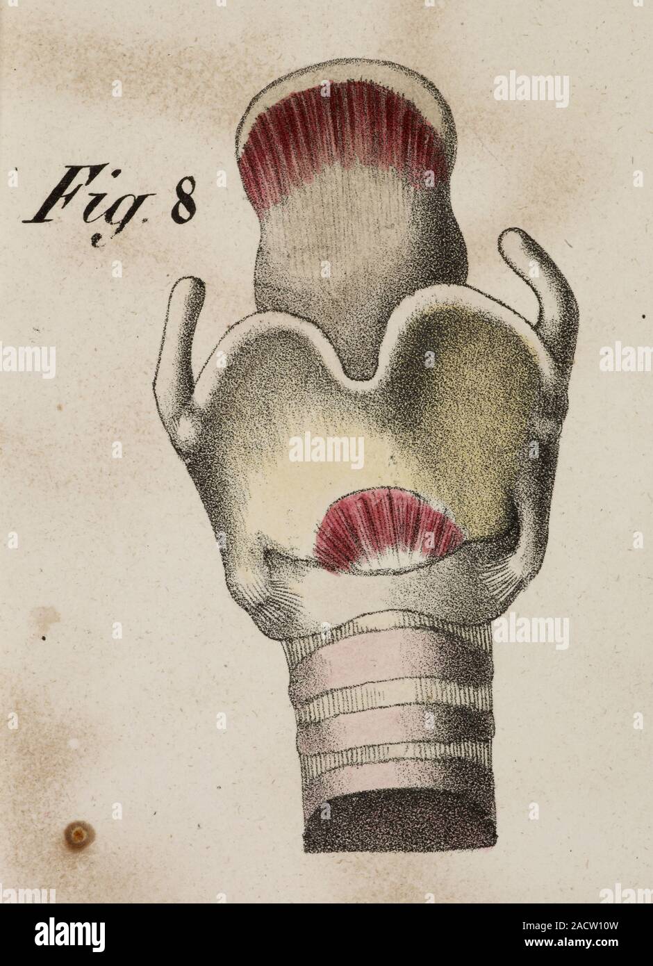 Anatomical drawing, Larynx, Voicebox, Anatomical print of the human ...