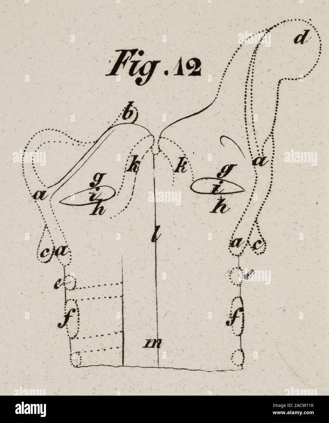 Anatomical drawing, Larynx, Voicebox, Anatomical print of the human ...