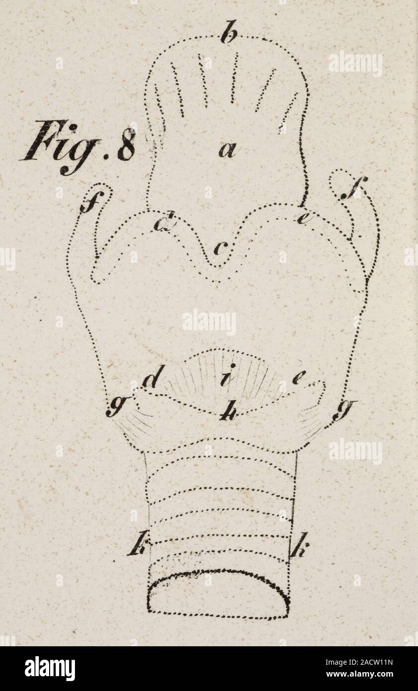 Anatomical drawing, Larynx, Voicebox, Anatomical print of the human ...
