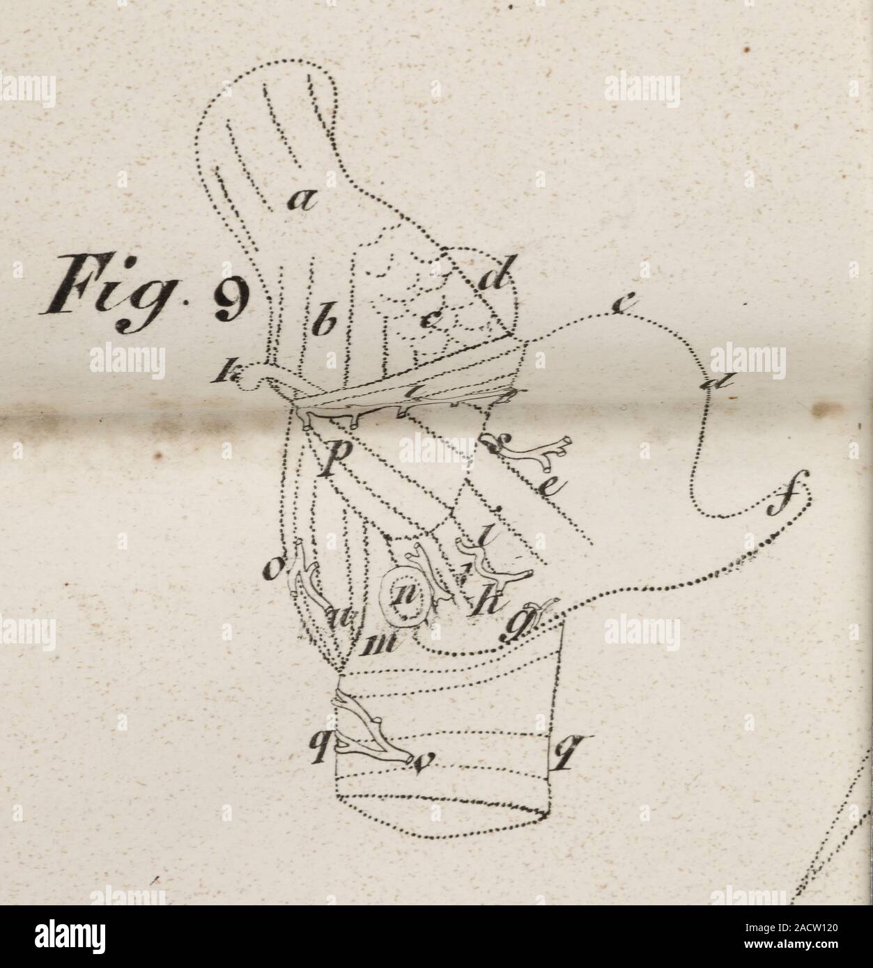 Anatomical drawing, Larynx, Voicebox, Muscular system, Anatomical print ...
