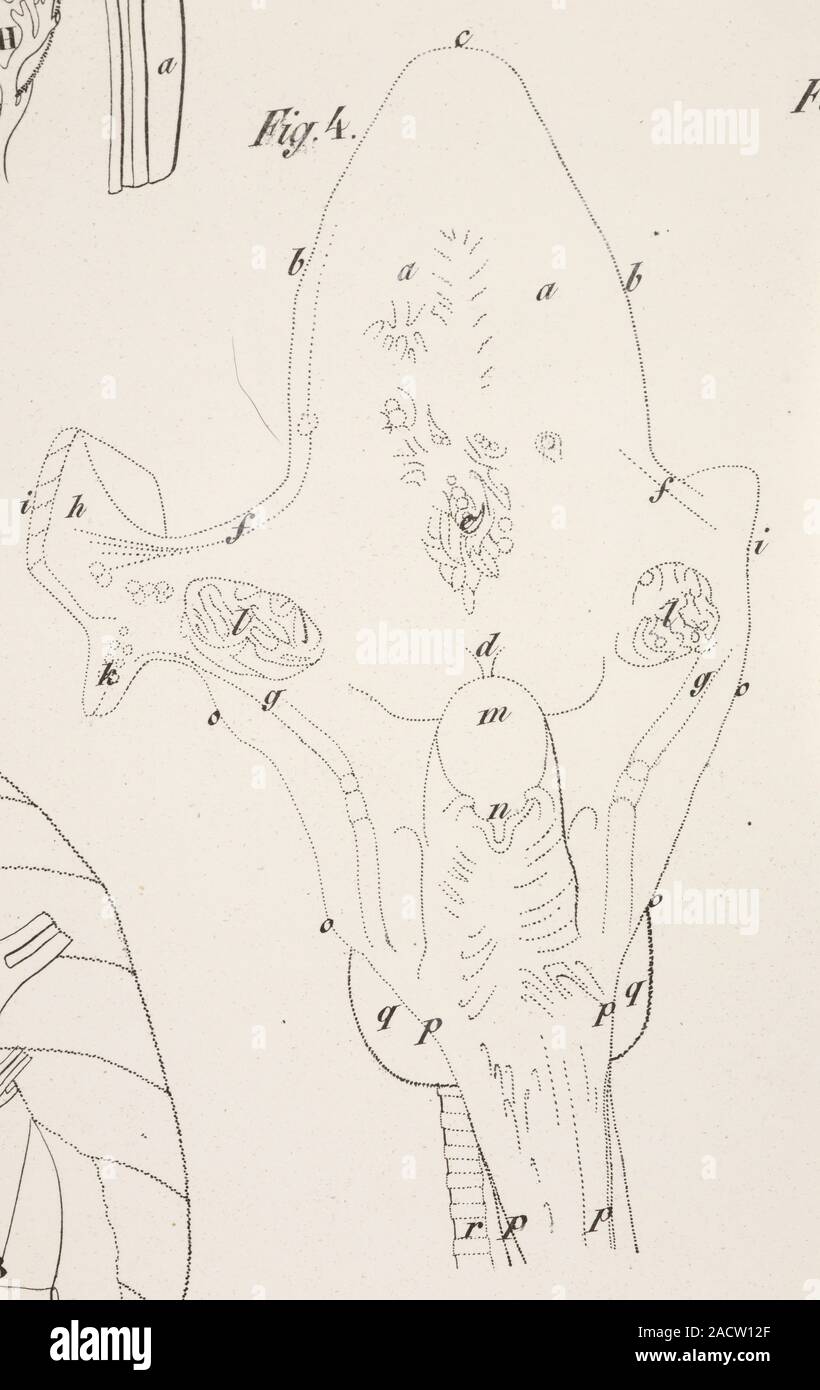 Anatomical drawing, Epiglottis, Trachea, Windpipe, Anatomical print of ...