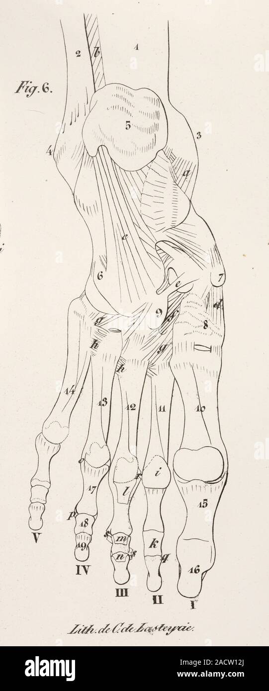 Anatomical drawing, Skeleton, Bones, Foot, Anatomical print of the ...