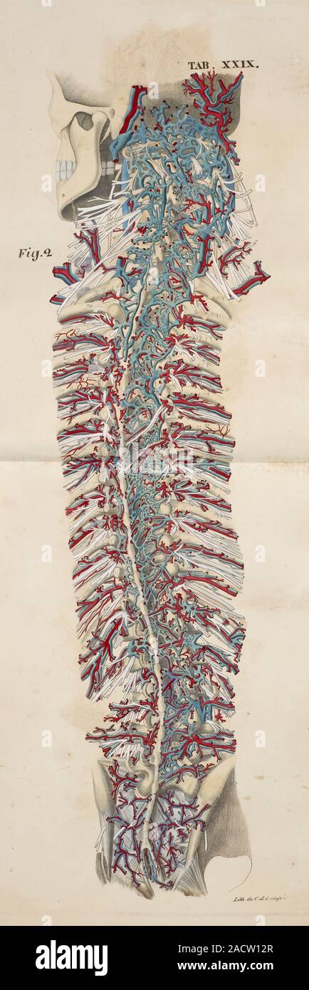 Anatomical drawing, Skeleton, Bones, Spinal column, Nerves, Anatomical ...