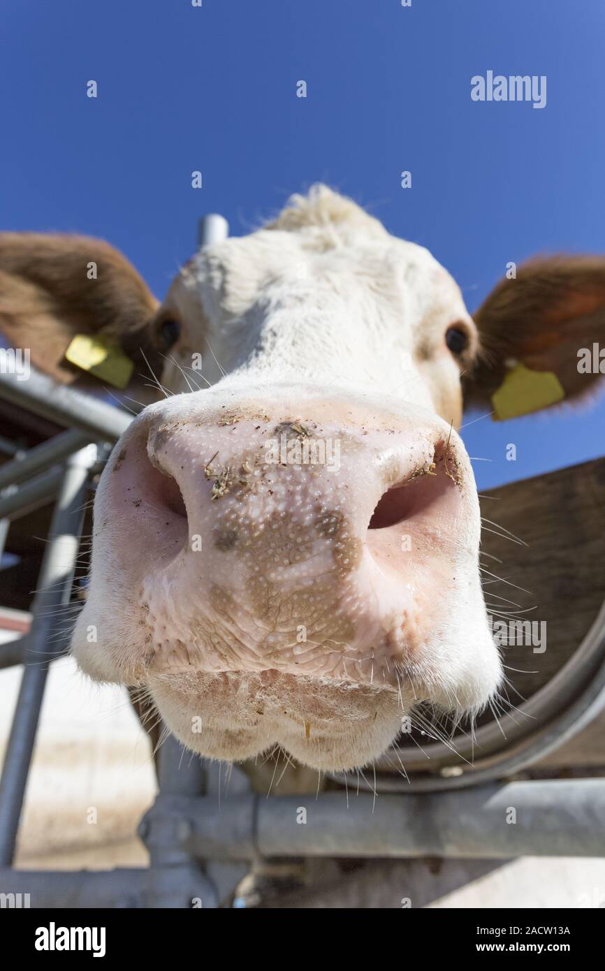 Blue tongue cow hi-res stock photography and images - Alamy