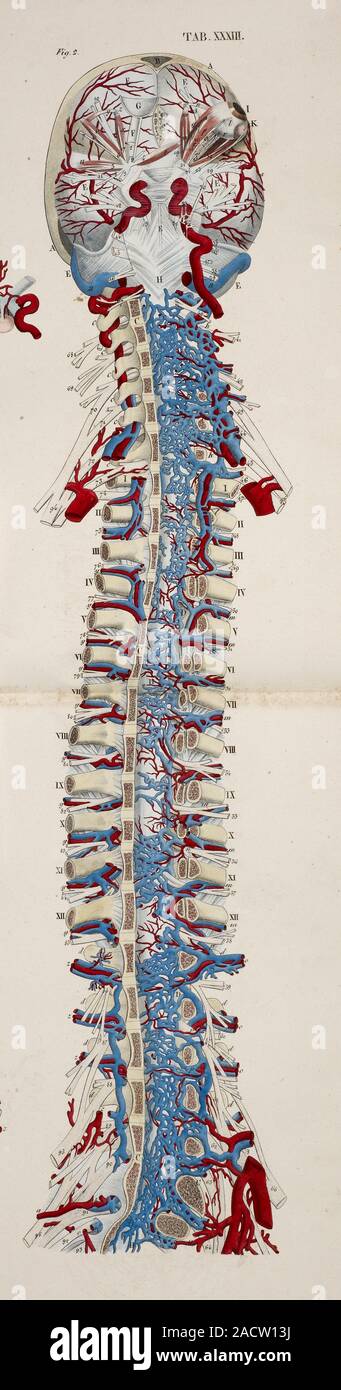 Anatomical drawing, Brain, Spinal cord, Spinal column, Skeleton, Bones ...
