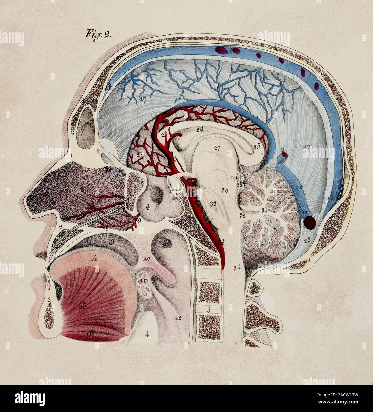 Anatomical drawing, The skull, Anatomical print of the human body with ...