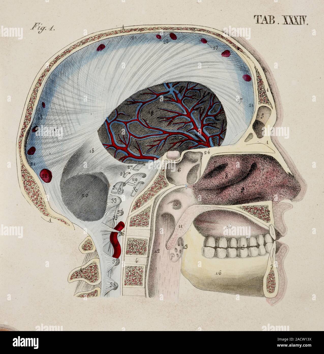 Anatomical drawing, Cross section of skull, Cross section of head, Jaw ...