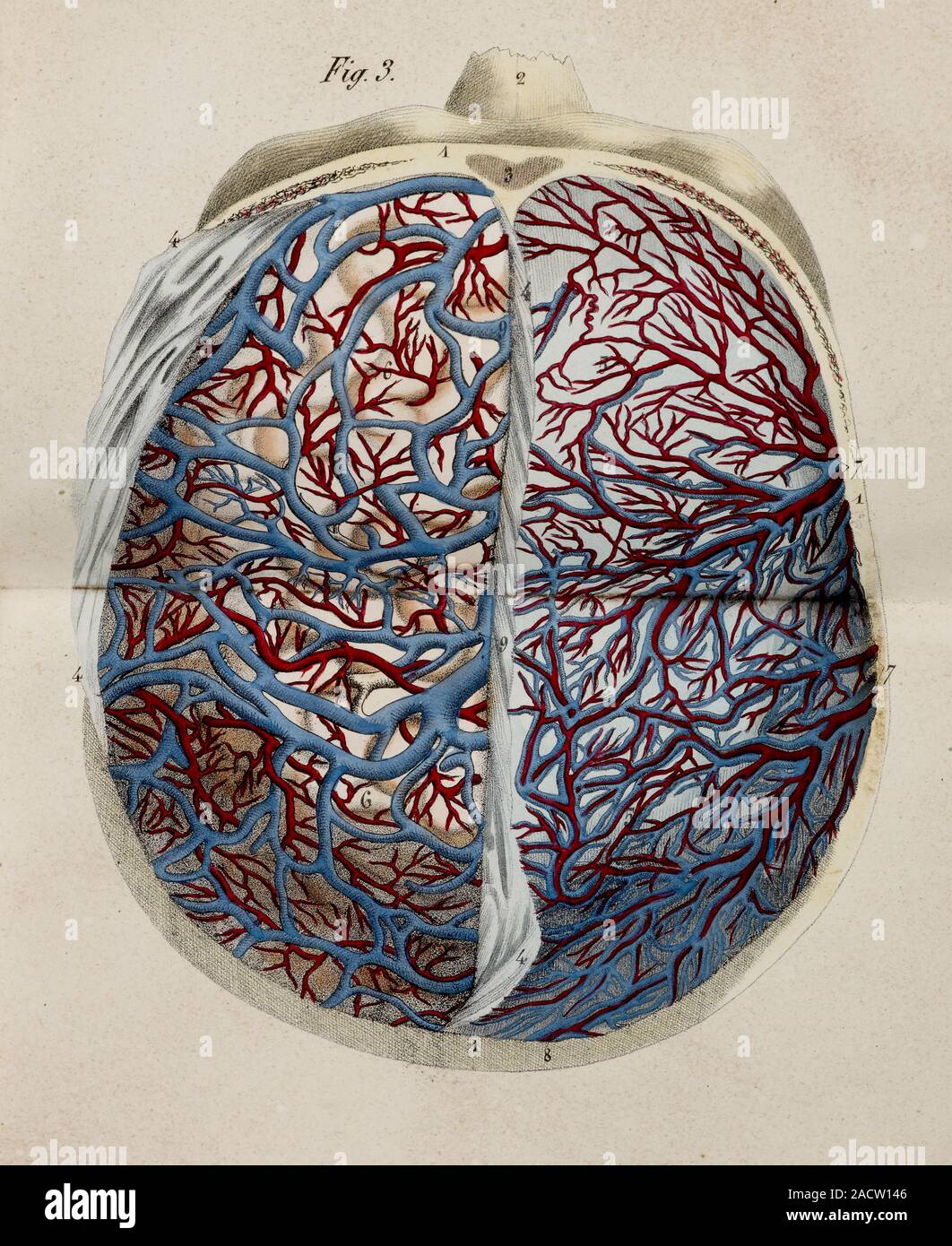 Anatomical drawing, The brain, Nerves and circulatory system ...