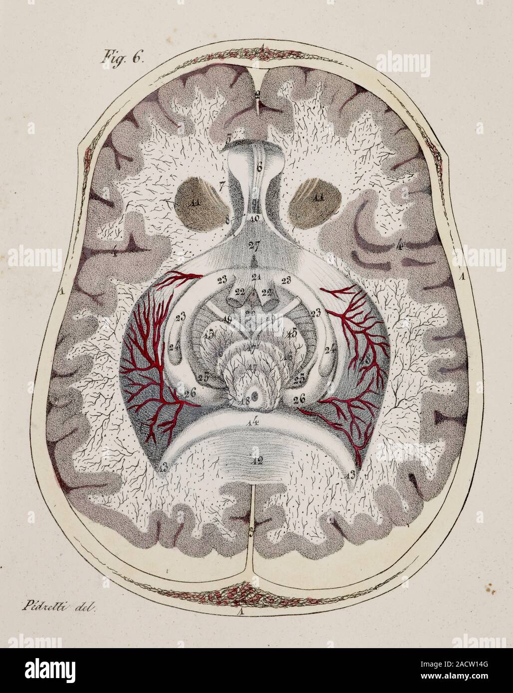 Anatomical drawing, Cross section of the brain, Anatomical print of the ...