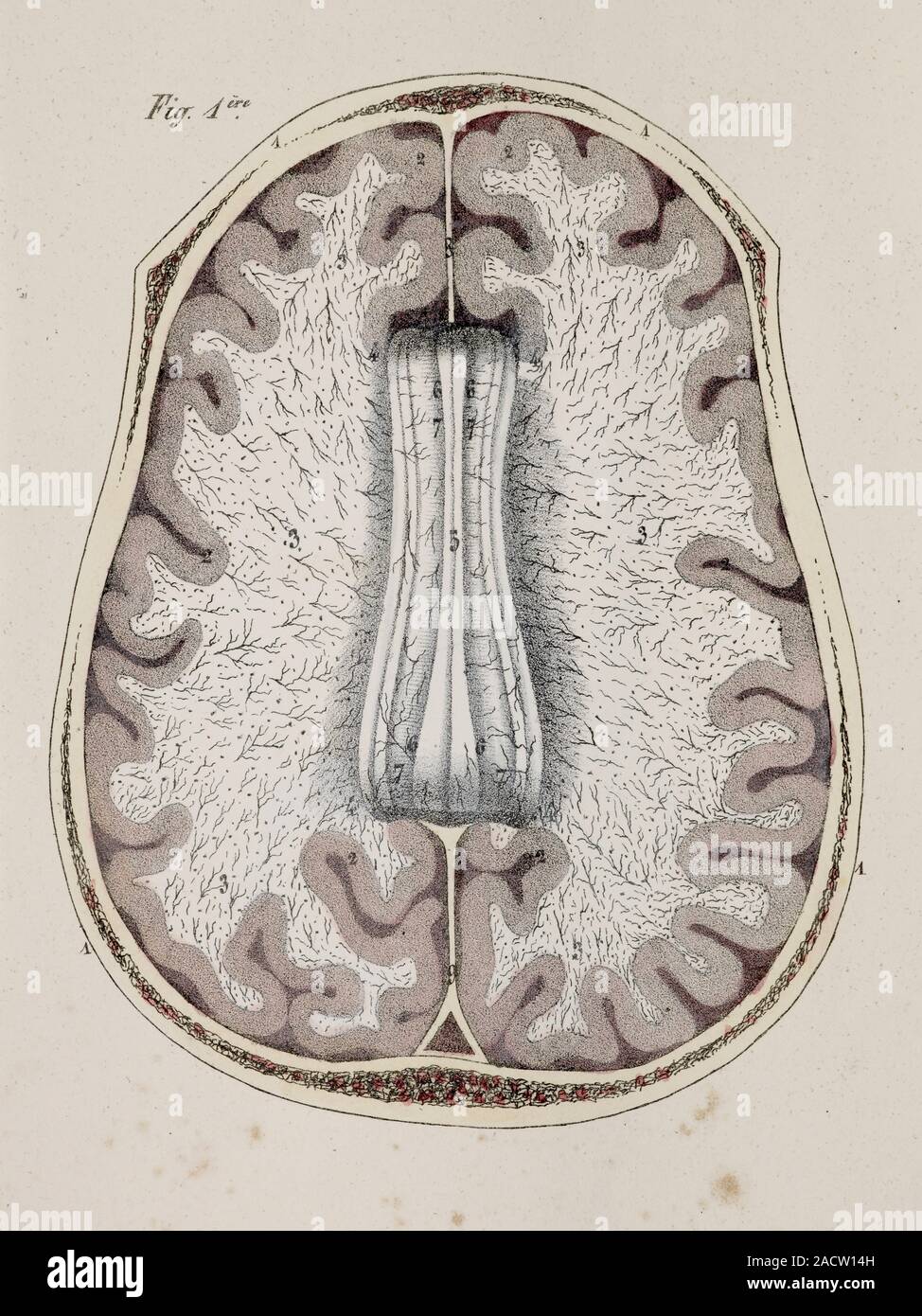 Anatomical drawing, Cross section of the brain, Anatomical print of the ...
