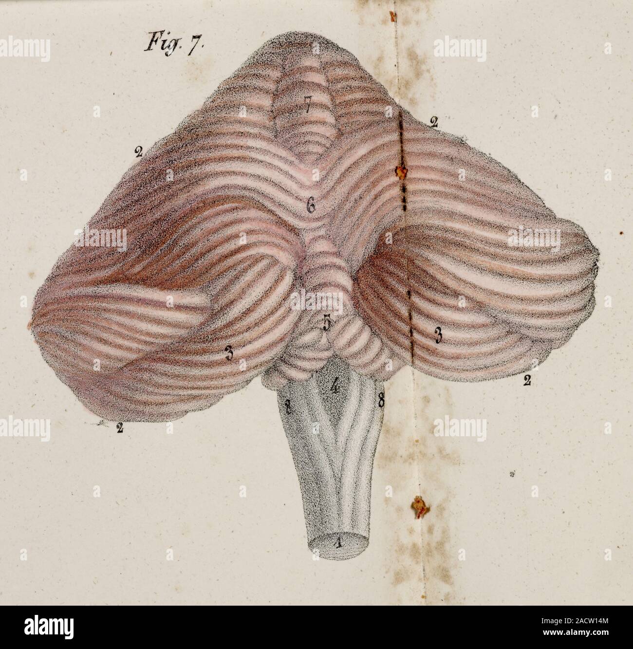 Anatomical drawing, The brain, Brain stem, Anatomical print of the ...