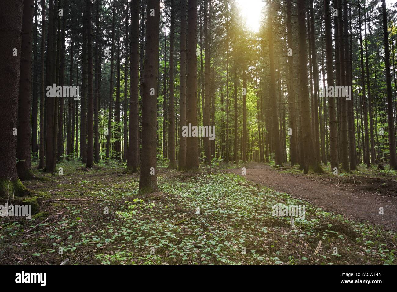 Spruce forest with sun rays Stock Photo - Alamy
