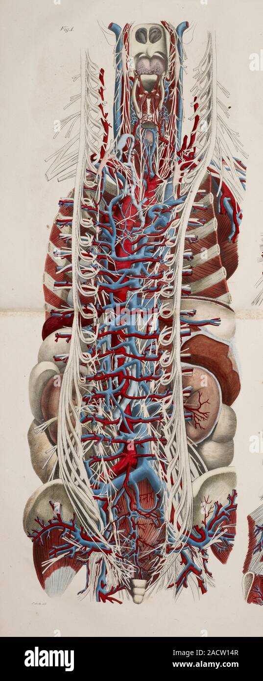 Anatomical drawing, Side view, Spine thorax and head, Anatomical print ...