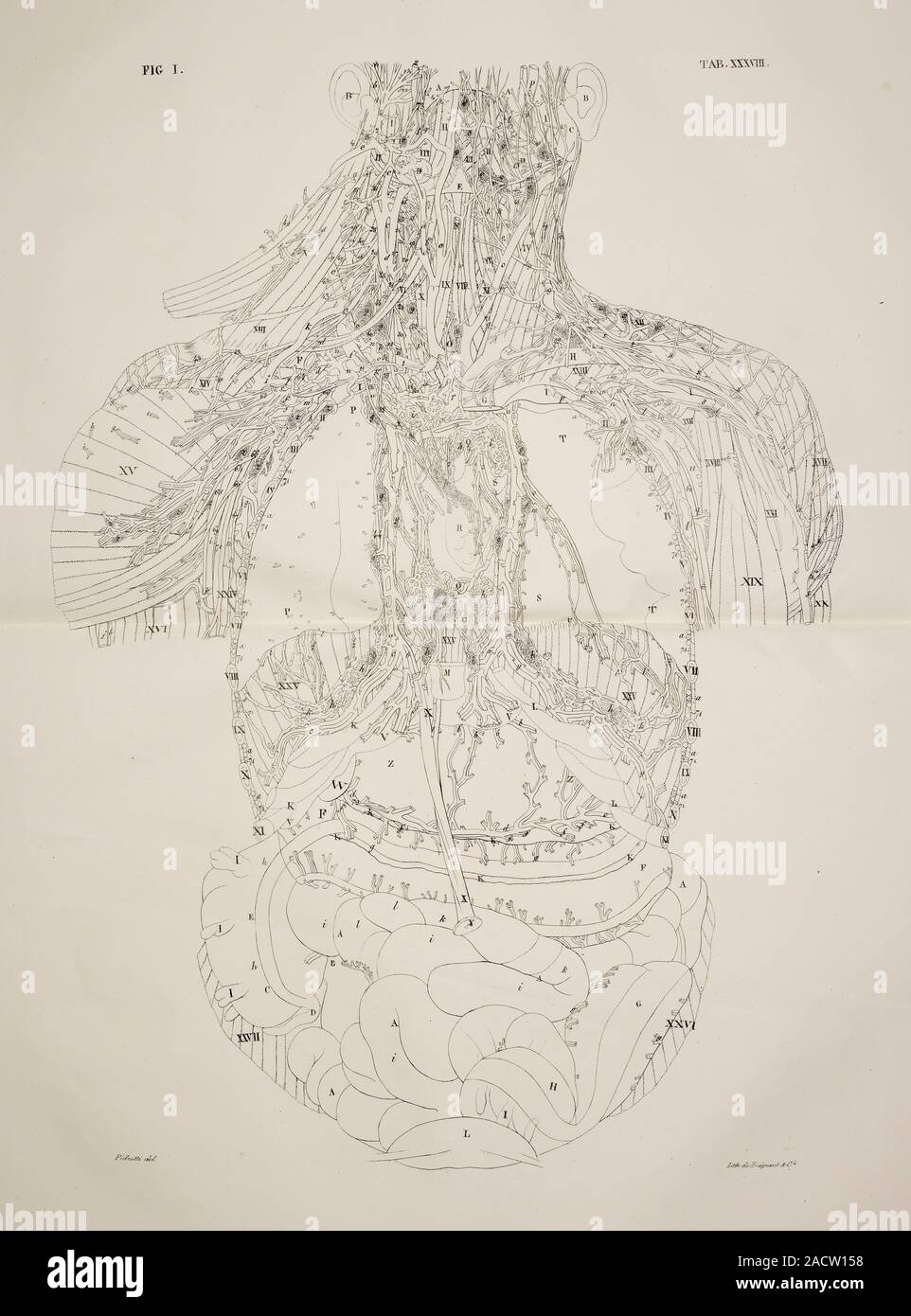 Anatomical drawing, Circulatory system, Muscular system, Neck ...