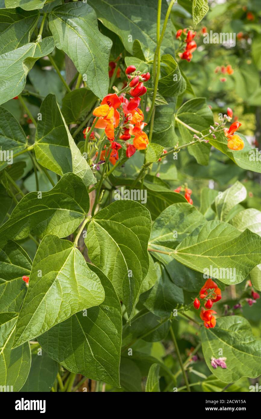 Fire beans (Phaseolus coccineus) flowering Stock Photo - Alamy