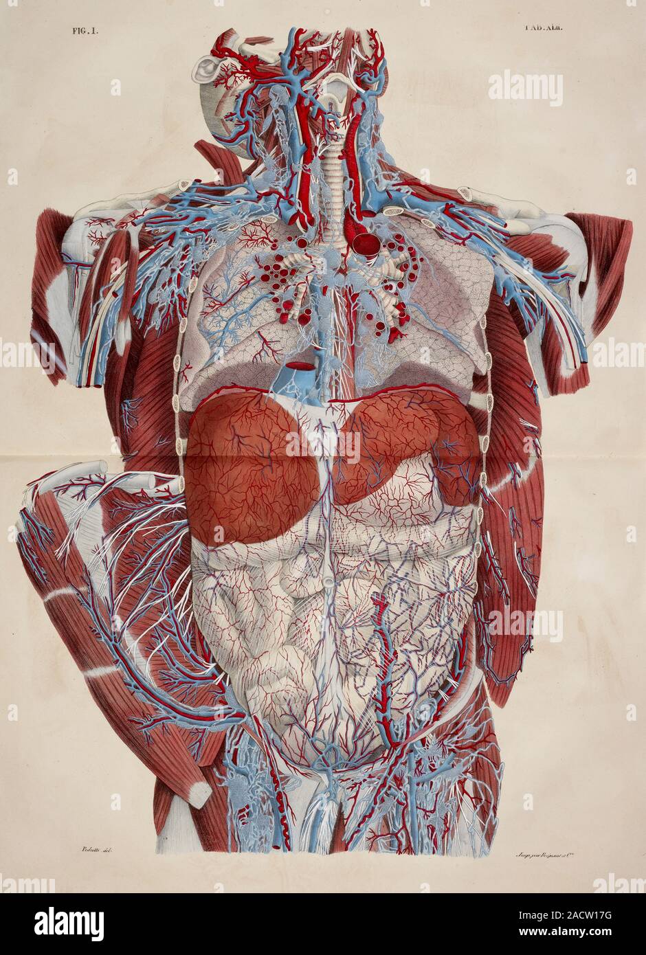 Anatomical drawing, Neck, Thorax, Internal Organs, Intestines, Stomach ...