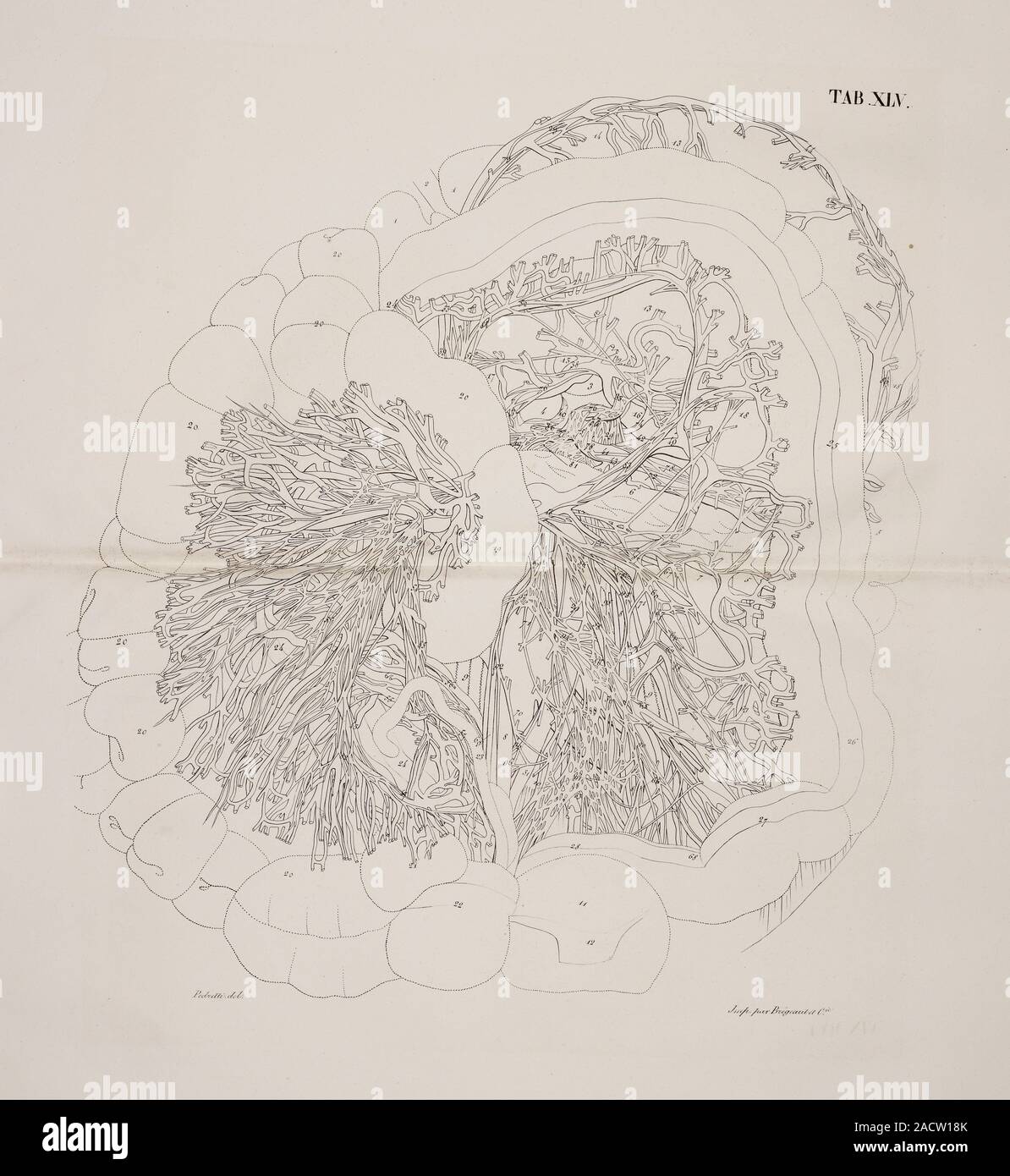 Anatomical drawing, Cross section of instestines, Anatomical print of ...