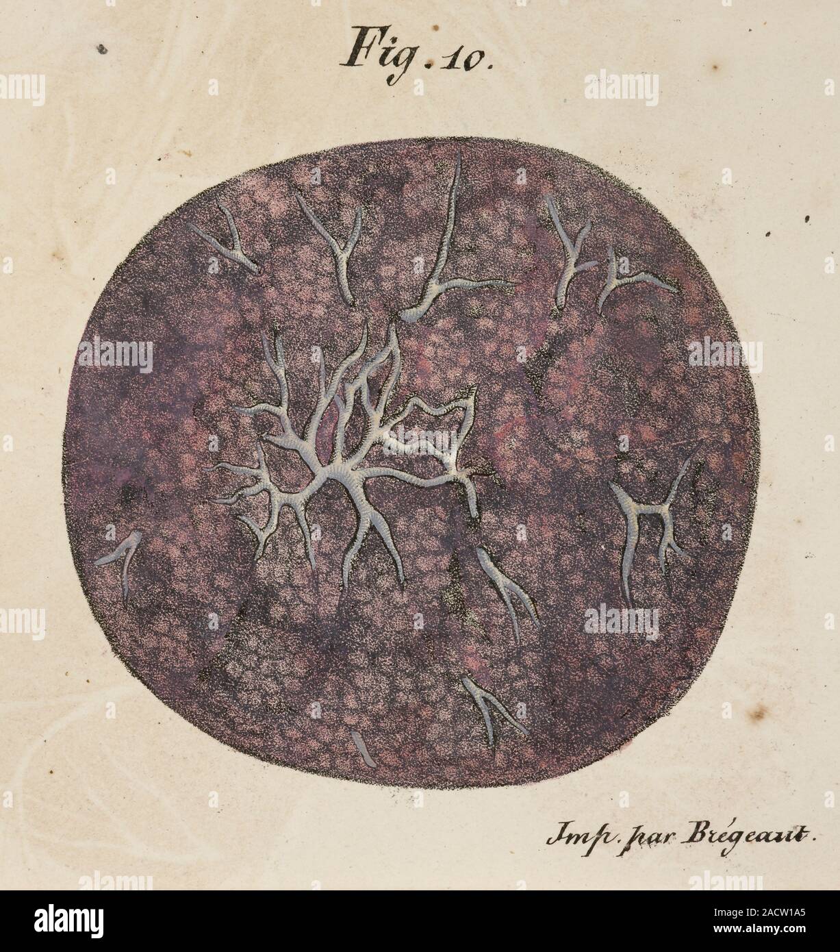Anatomical drawing, Testicle, Anatomical print of the human body with ...
