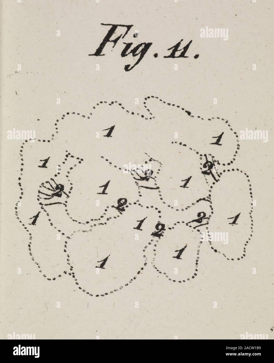 Anatomical drawing, Anatomical print of the human body with natural ...