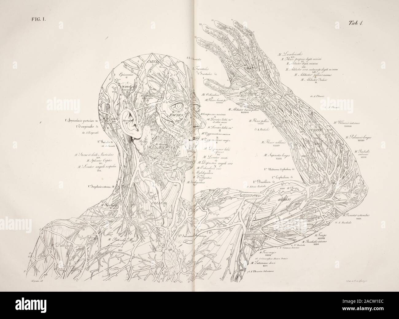 Anatomical drawing the circulatory system Head, shoulders and arm ...