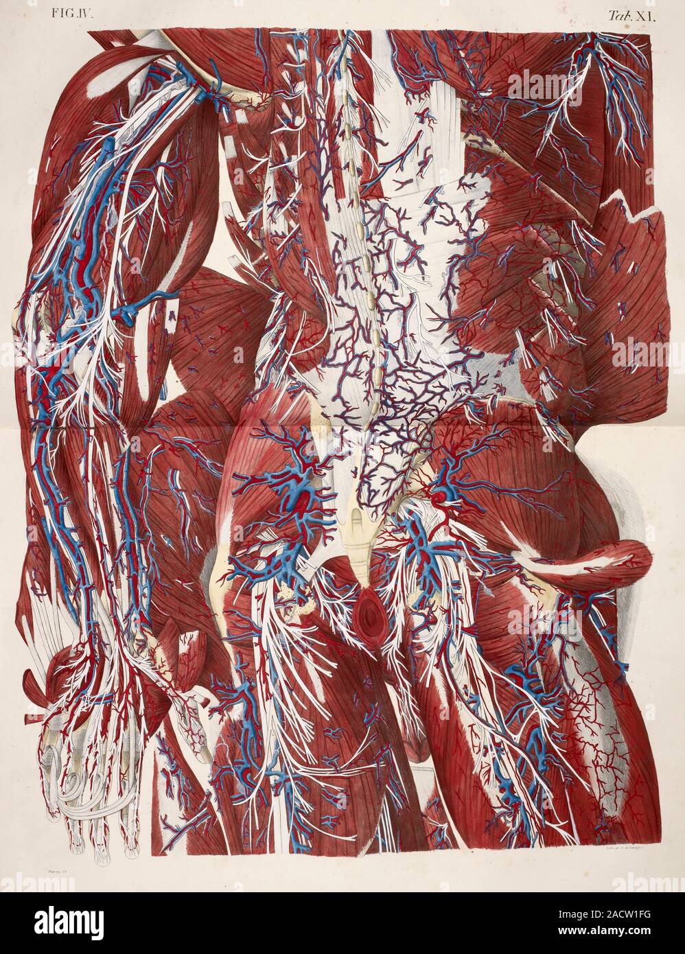 Anatomical drawing of the Muscular system, Back, buttocks and thighs ...