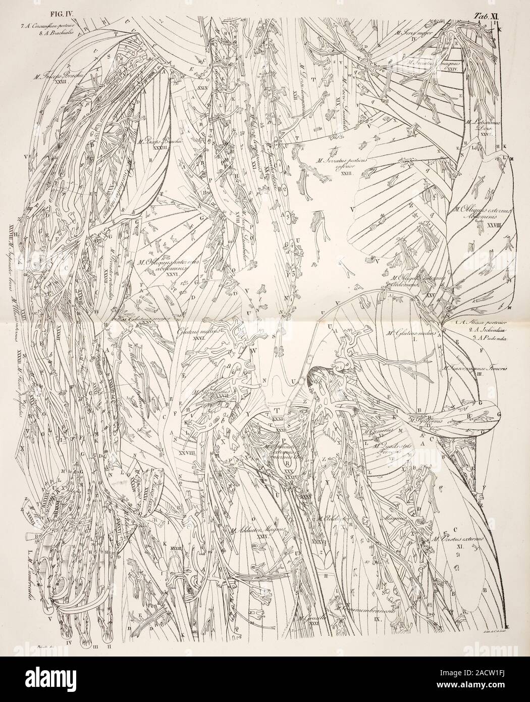 Anatomical drawing of the Muscular system, Back, buttocks and thighs ...