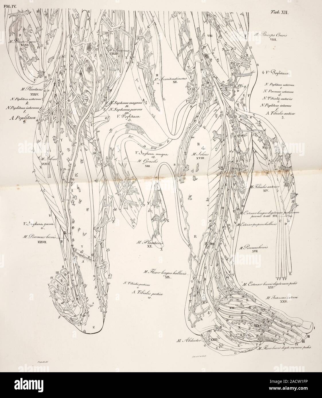 Anatomical drawing of the Muscular system. Backs of legs, calves, feet ...