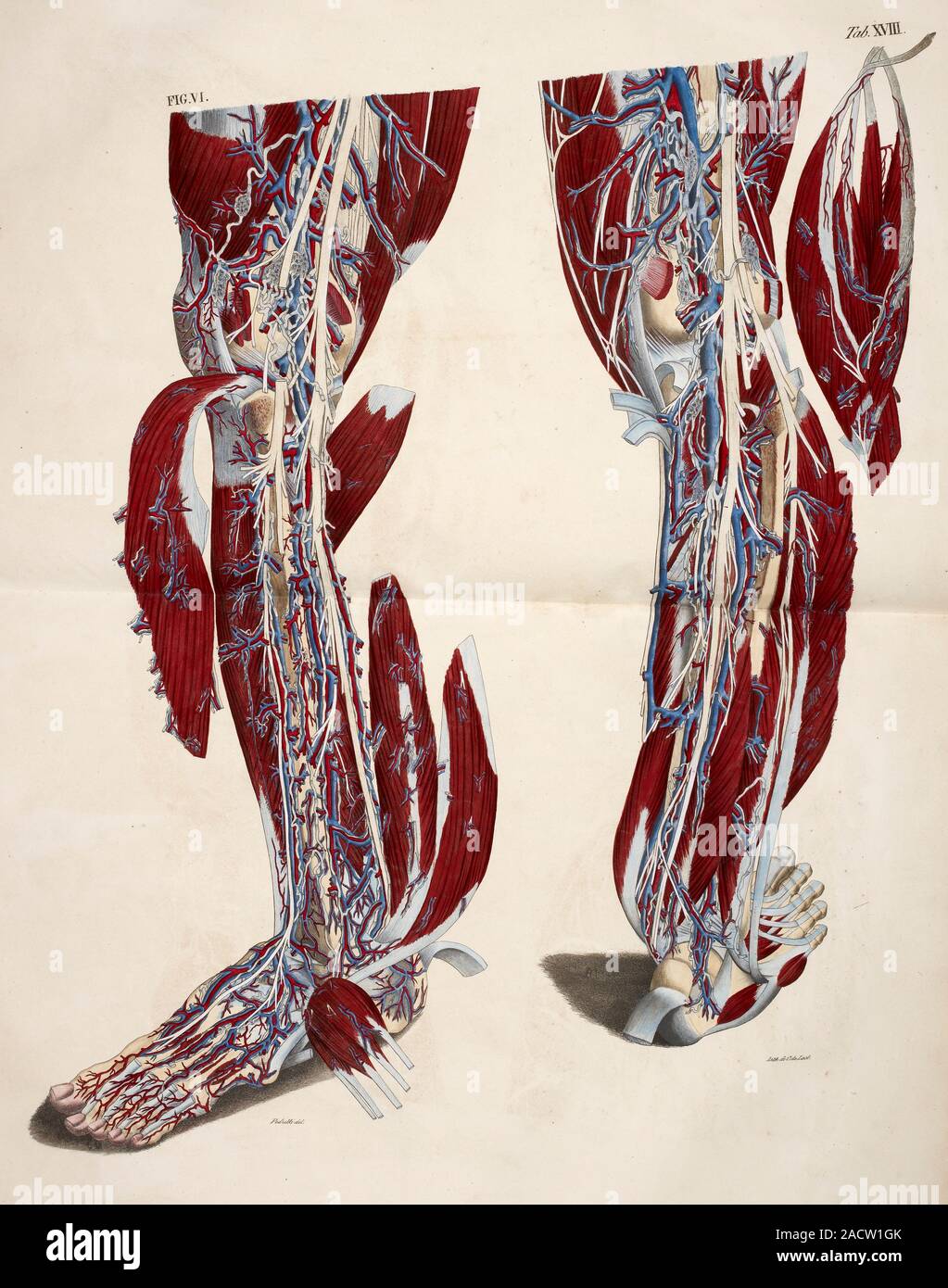 Anatomical drawing of the Muscular system. Calf, front view, foot. Calf ...