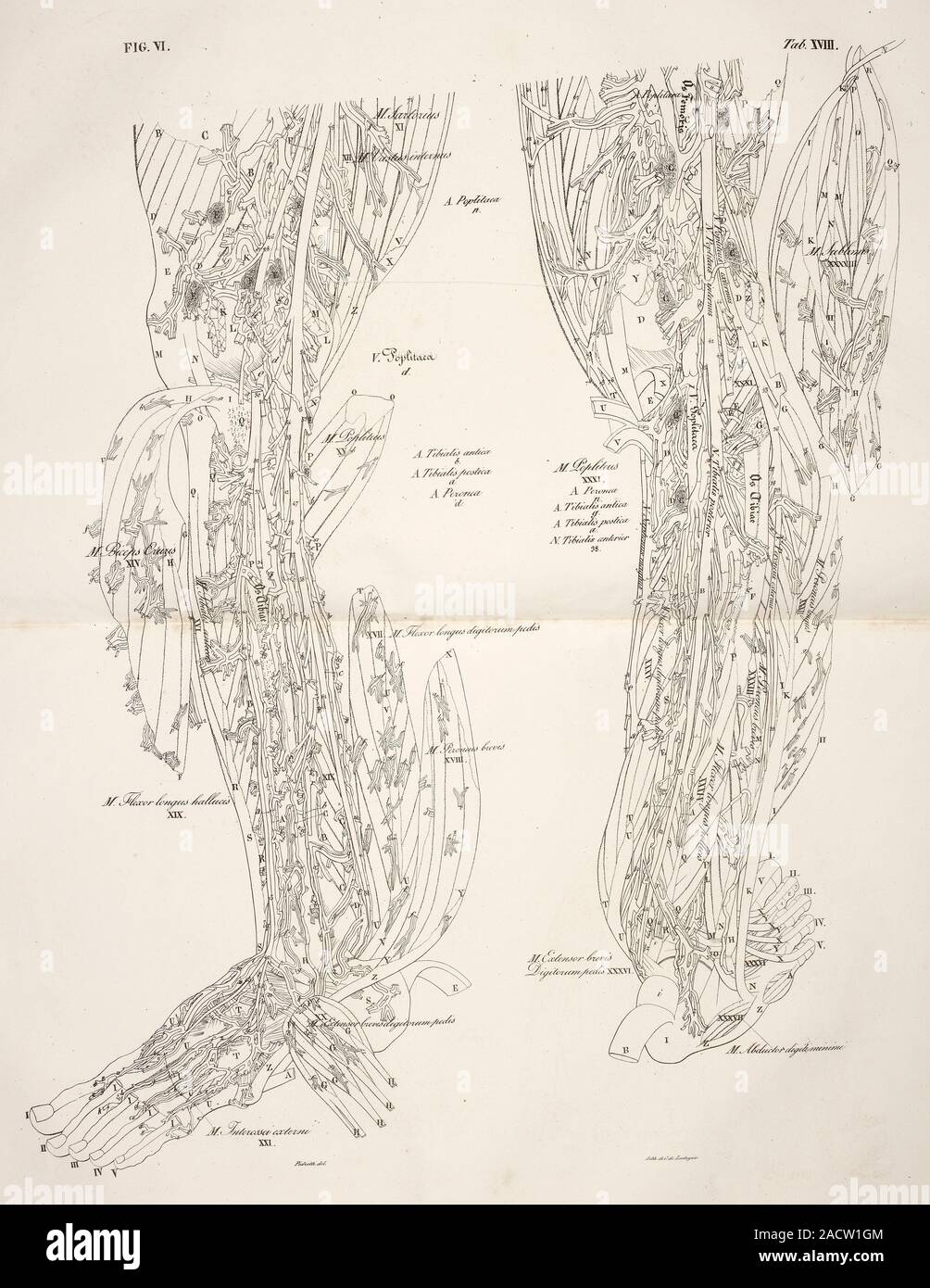 Anatomical drawing of the Muscular system. Calf, front view, foot. Calf ...