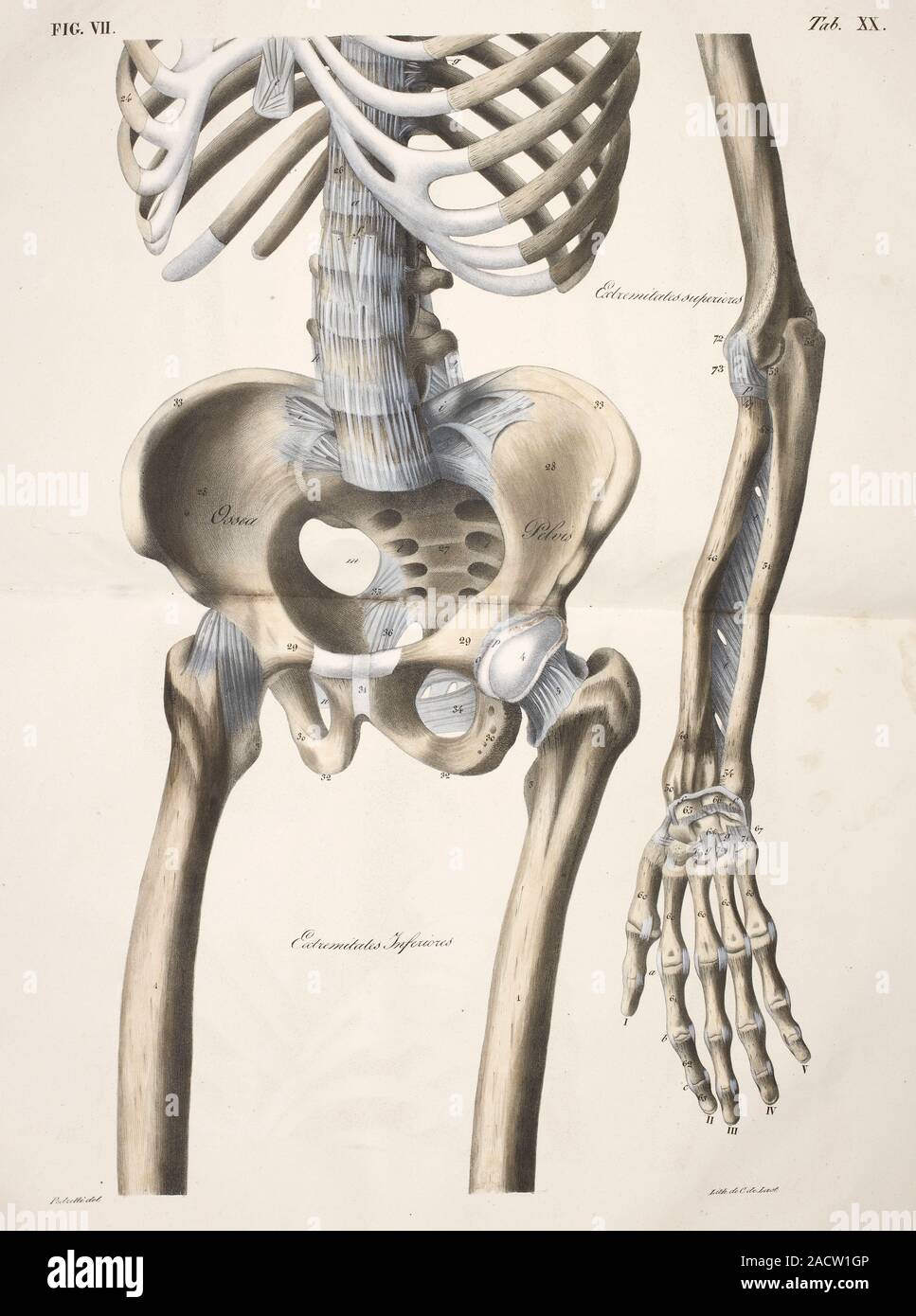 Anatomical drawing of the Skeleton, Bones, Ribs, pelvis, legs, arm and ...