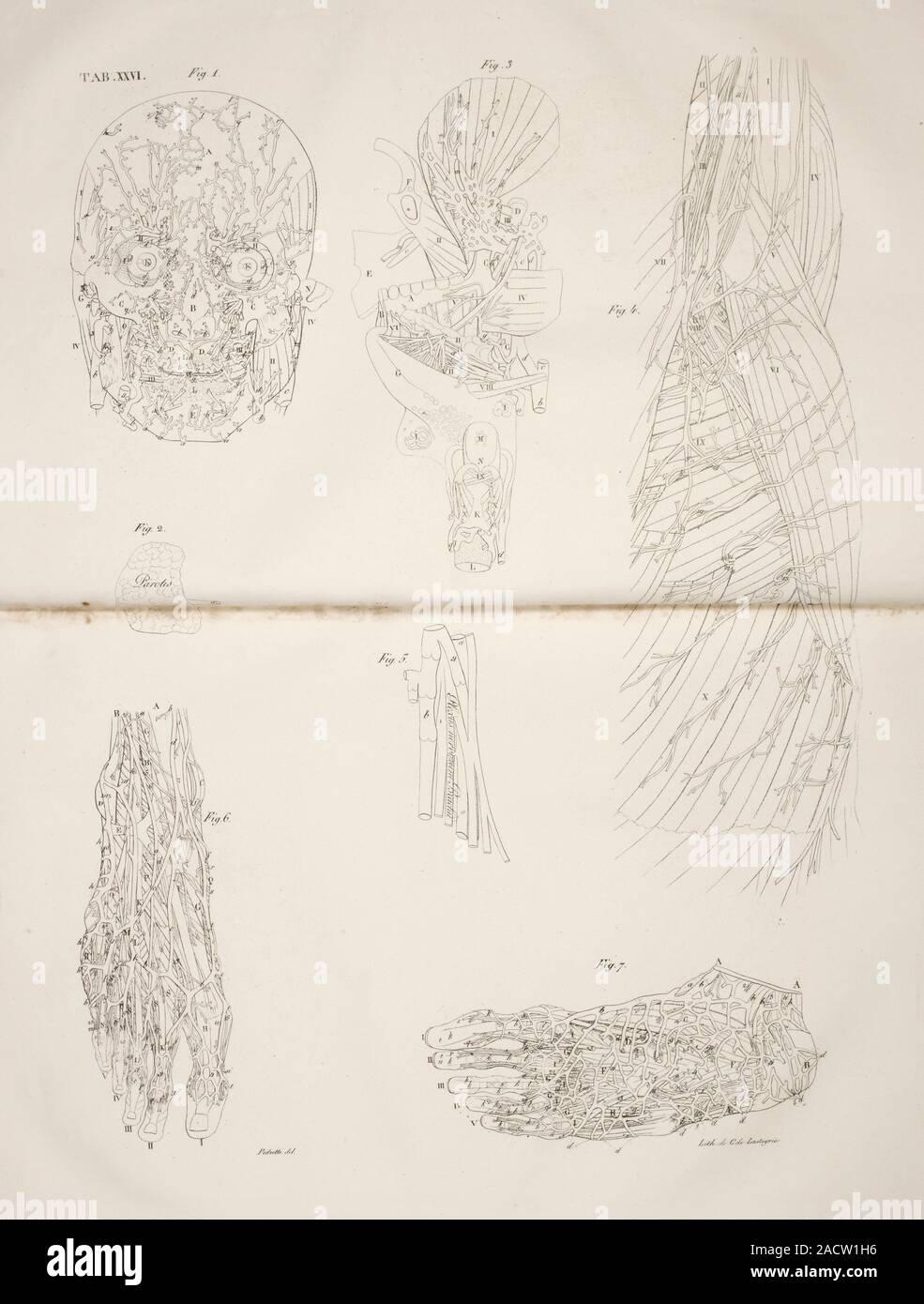 Anatomical drawing of the Muscular system, Circulatory system, Face ...