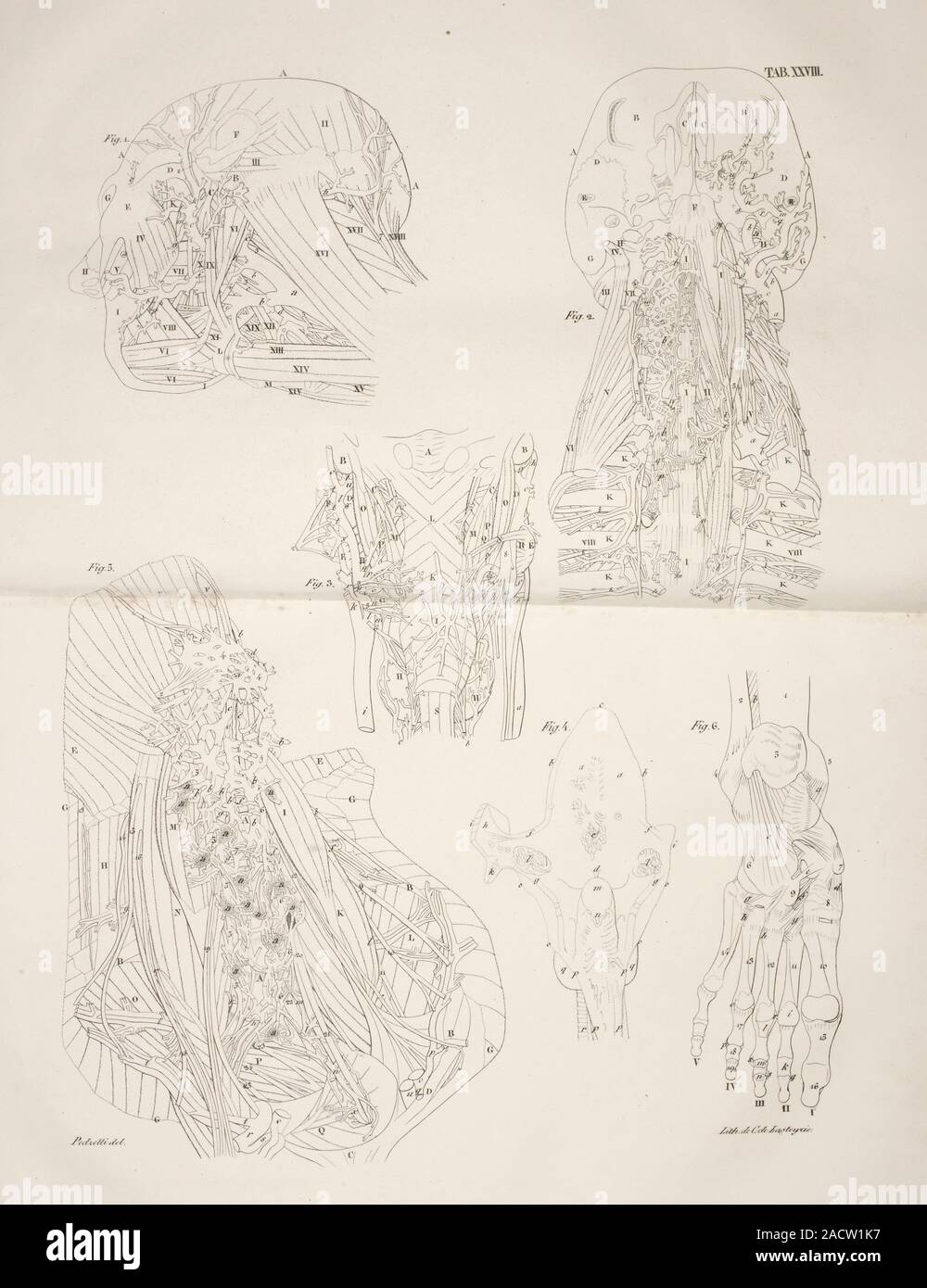 Anatomical drawing of the Muscular system, Back of head, foot and spine ...