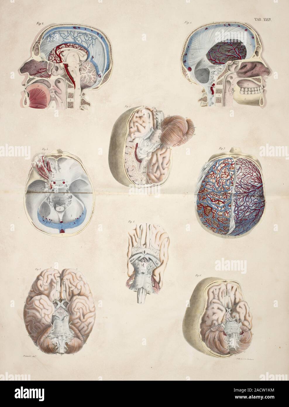Anatomical drawing of Cross sections of head and skull, Brain and ...