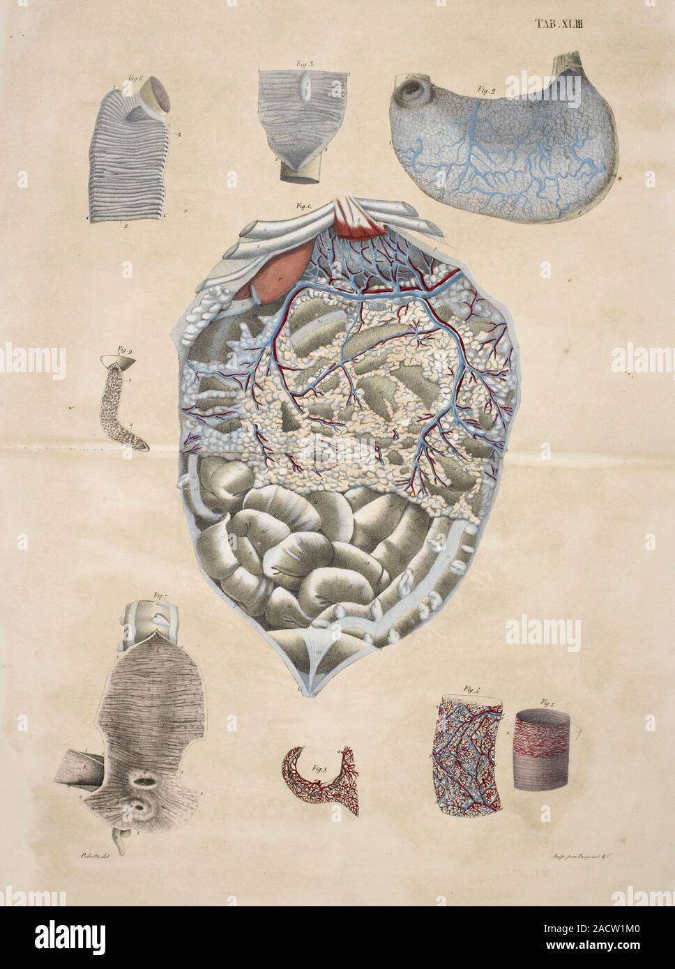 Anatomical drawing of the Stomach and Intestines, Anatomical print of ...