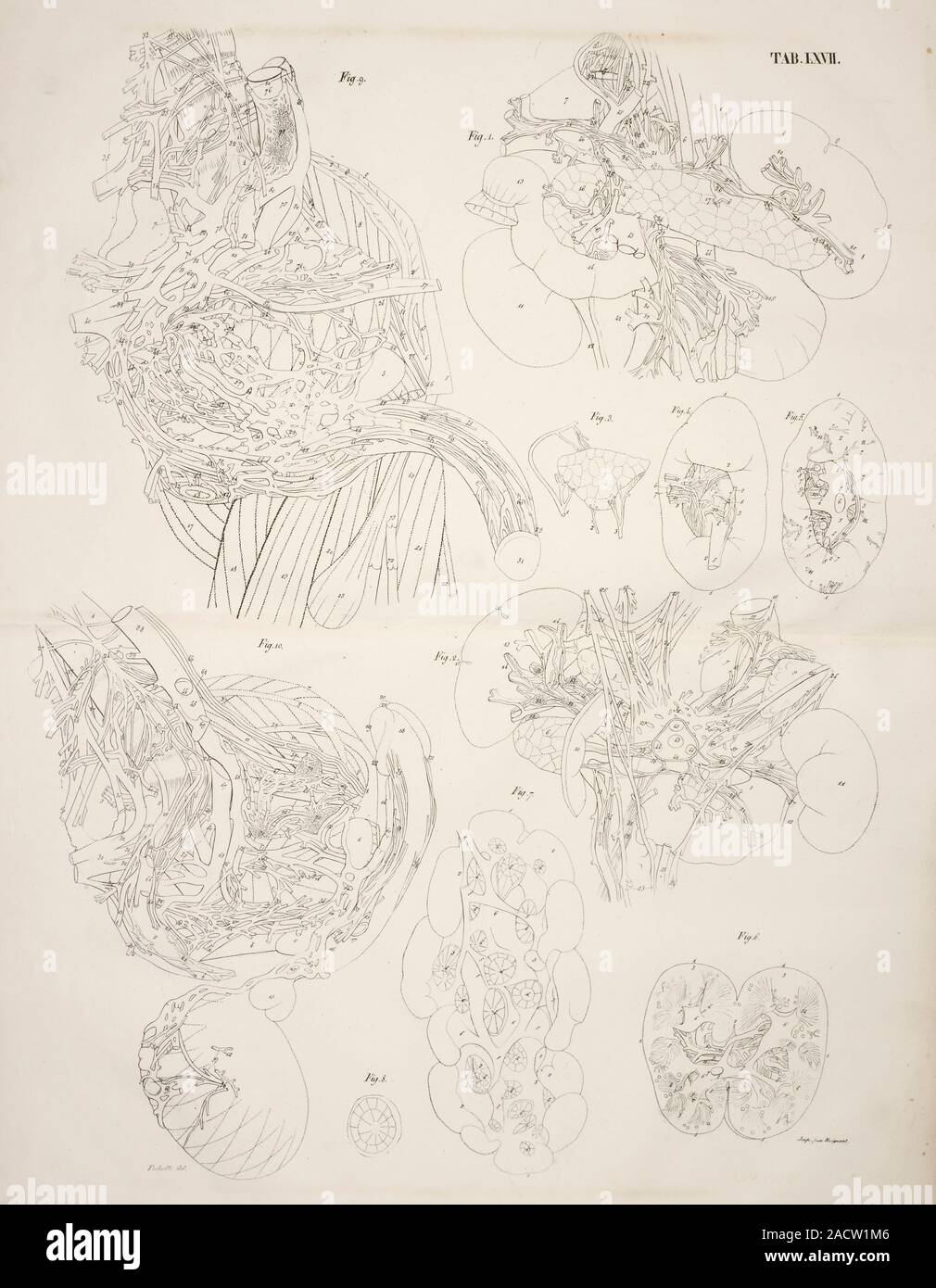 Anatomical drawing of the Internal organs, Circulatory system and ...