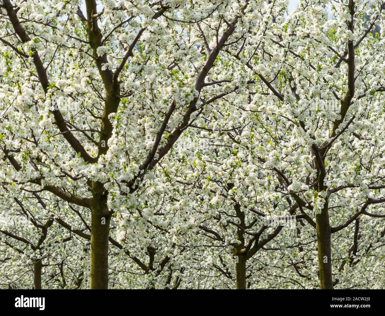 Flowering fruit trees in spring Stock Photo - Alamy