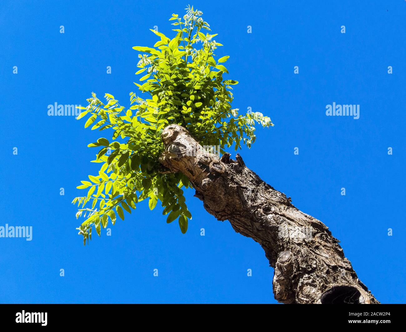 Pruned tree hi-res stock photography and images - Alamy