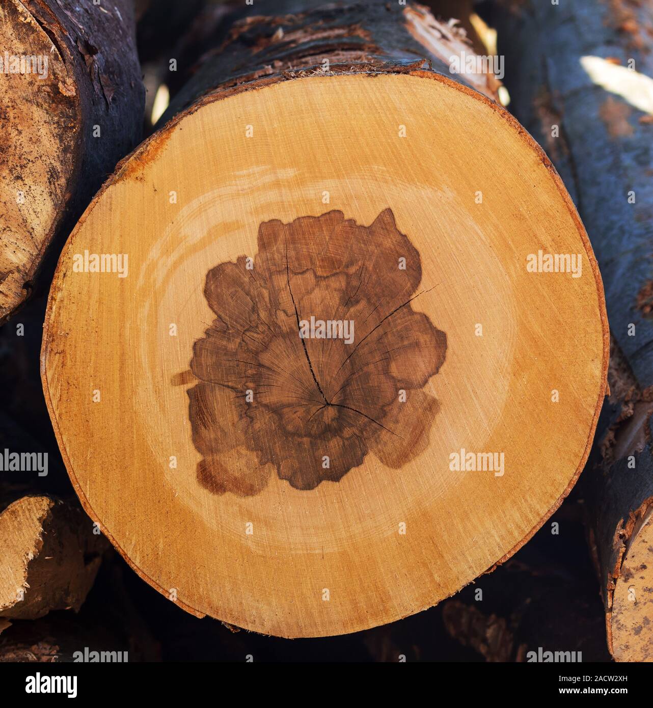 Trunks cut to size Stock Photo - Alamy