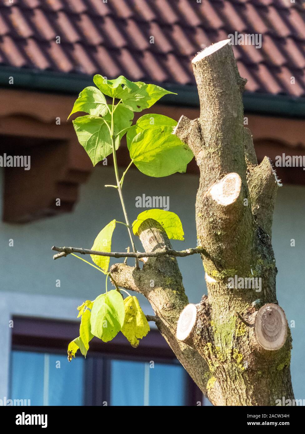 budding of a tree Stock Photo - Alamy