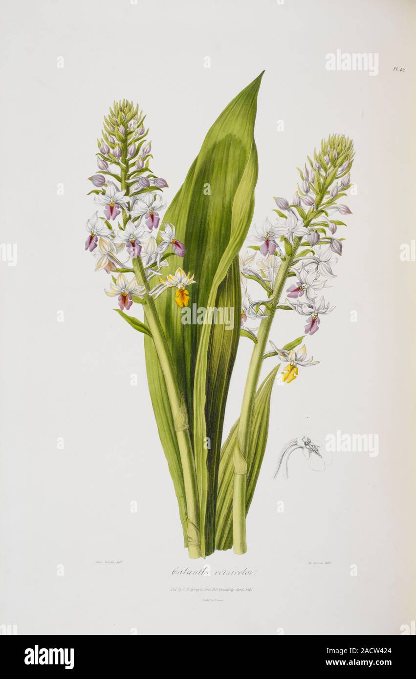 Calanthe versicolor, Plant with purple flowers. Image taken from Sertum ...