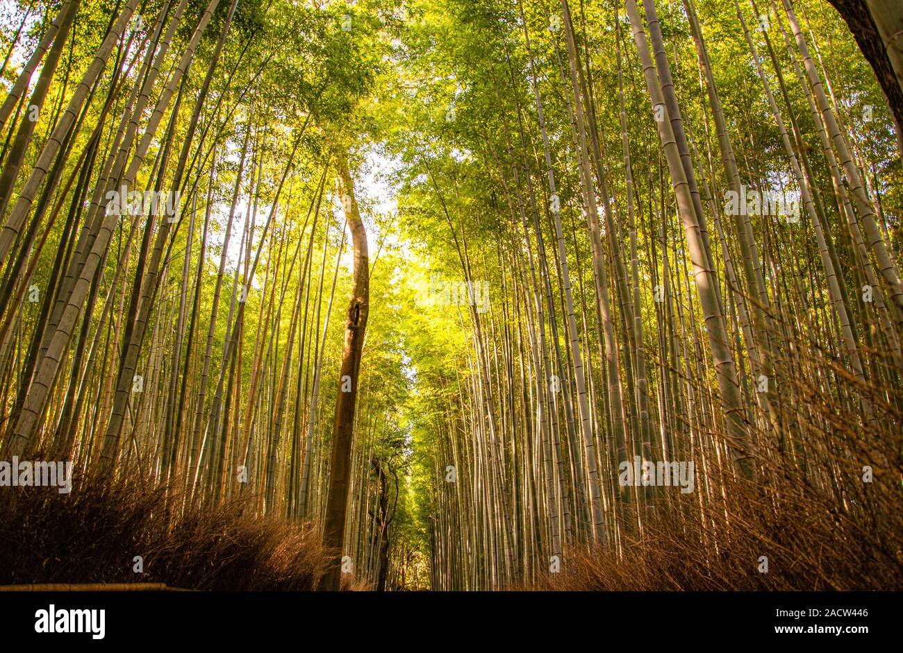 Arashiyama, Bamboo Forest in Kyoto, Japan Stock Photo - Alamy