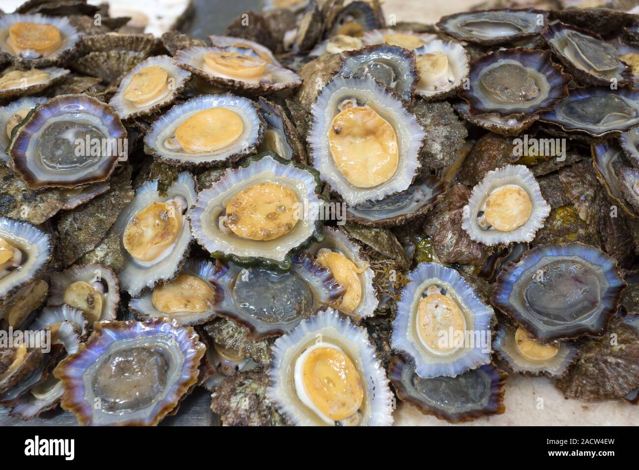 Bowlshells at a fish market Stock Photo - Alamy