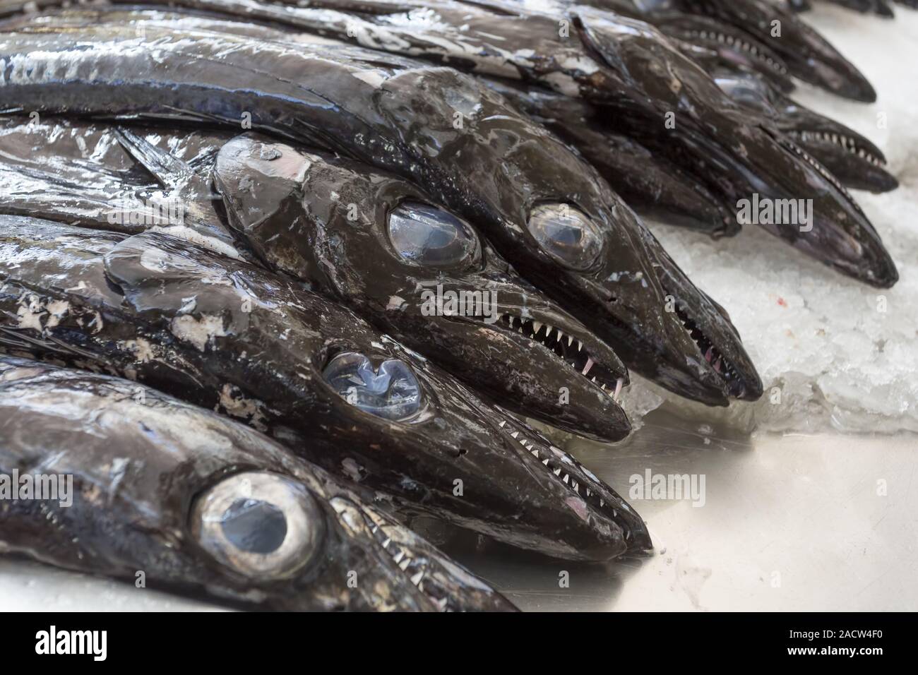 Espada Fish High Resolution Stock Photography and Images - Alamy