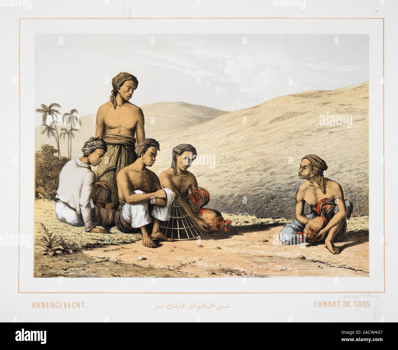 Cock fighting. A group of natives of Indonesia. with two cocks, Colour ...