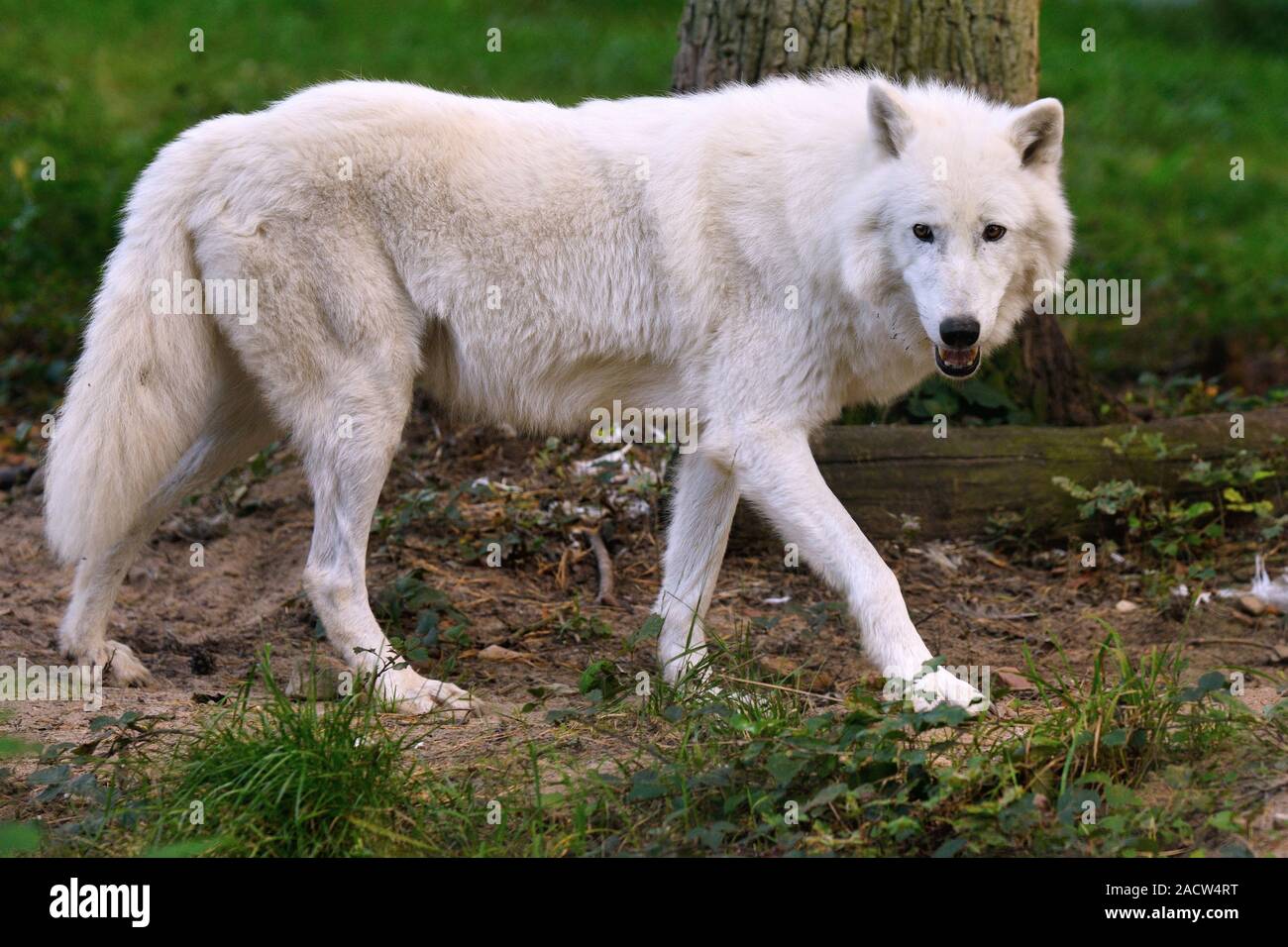 Polarwolf High Resolution Stock Photography and Images - Alamy