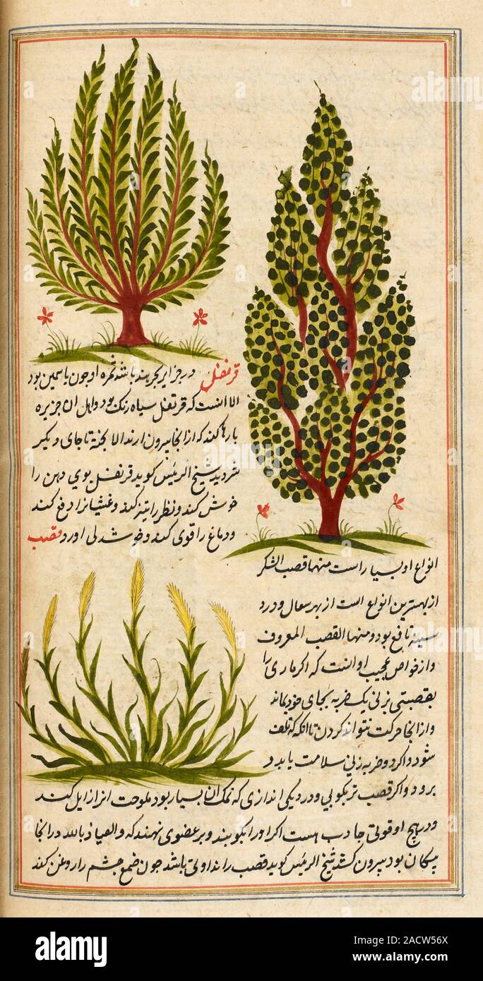 Plants. Illustration from a Persian translation of 'Aja'ib al-makhlukat ...