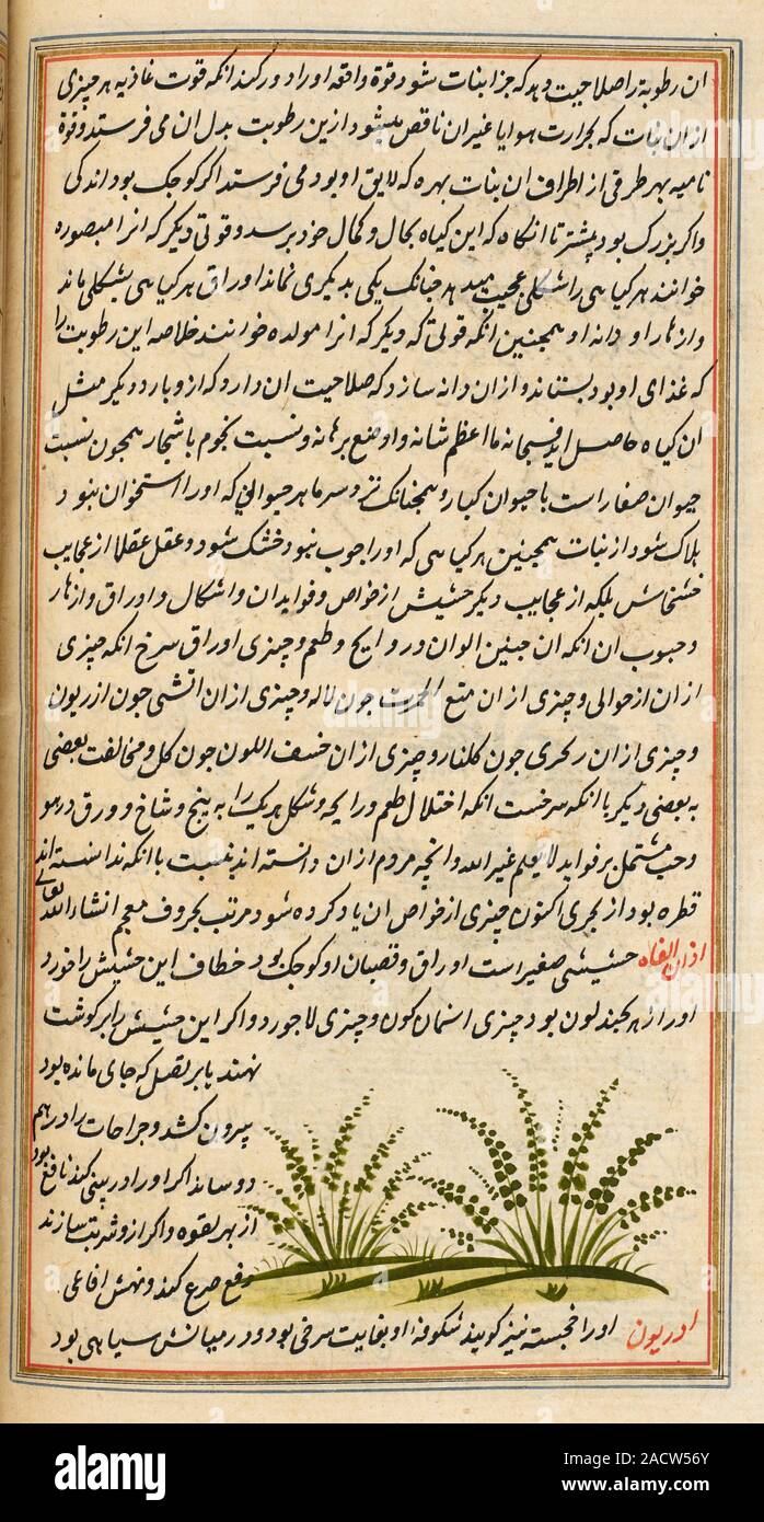 Plants. Illustration from a Persian translation of 'Aja'ib al-makhlukat ...