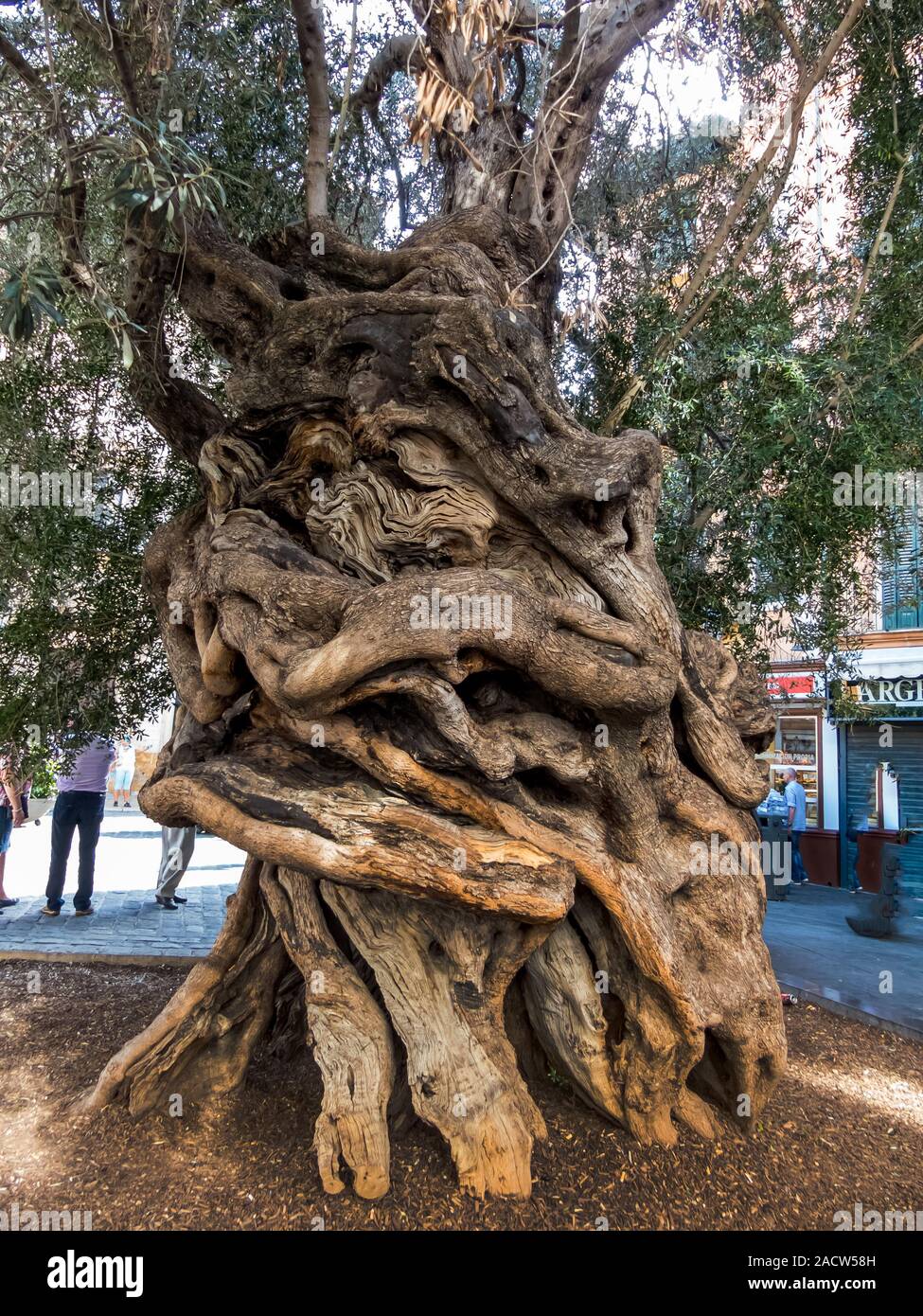 trunk of an old olive tree Stock Photo - Alamy