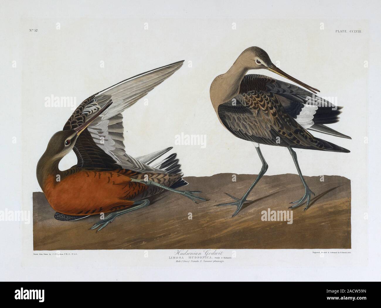 Hudsonian godwit, Male young, Female, Summer plumage, Two birds, Colour ...